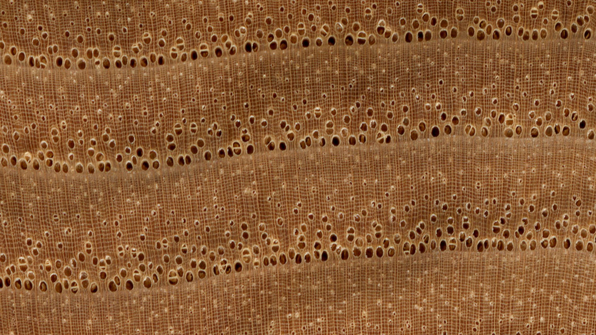 Face-Grain vs. Edge-Grain vs. End-Grain - Designs by Walter Busch